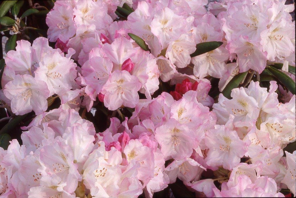 R. yakushimanum, Ken Janeck, Rhododendron Species | Whitney Gardens ...