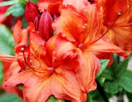 Fireball (Knapp Hill) Azalea - Deciduous | Whitney Gardens & Nursery