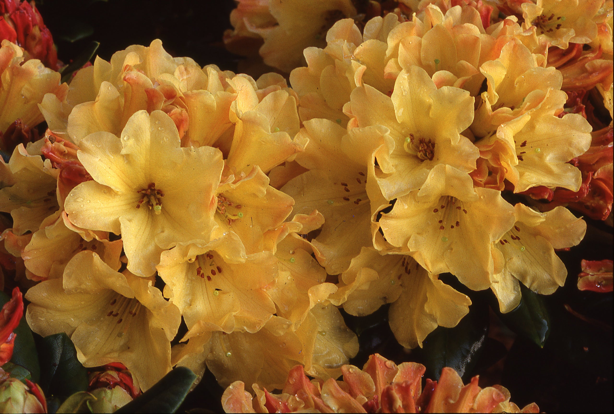 Nancy Evans Rhododendron | Whitney Gardens & Nursery
