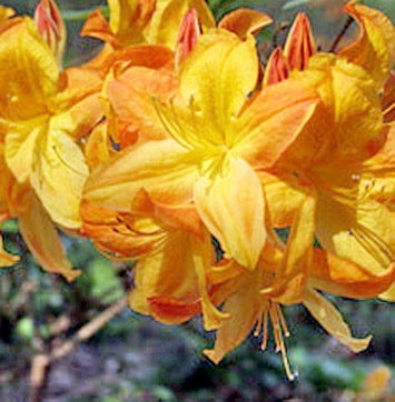 Arneson Gem, Azalea - Deciduous | Whitney Gardens & Nursery